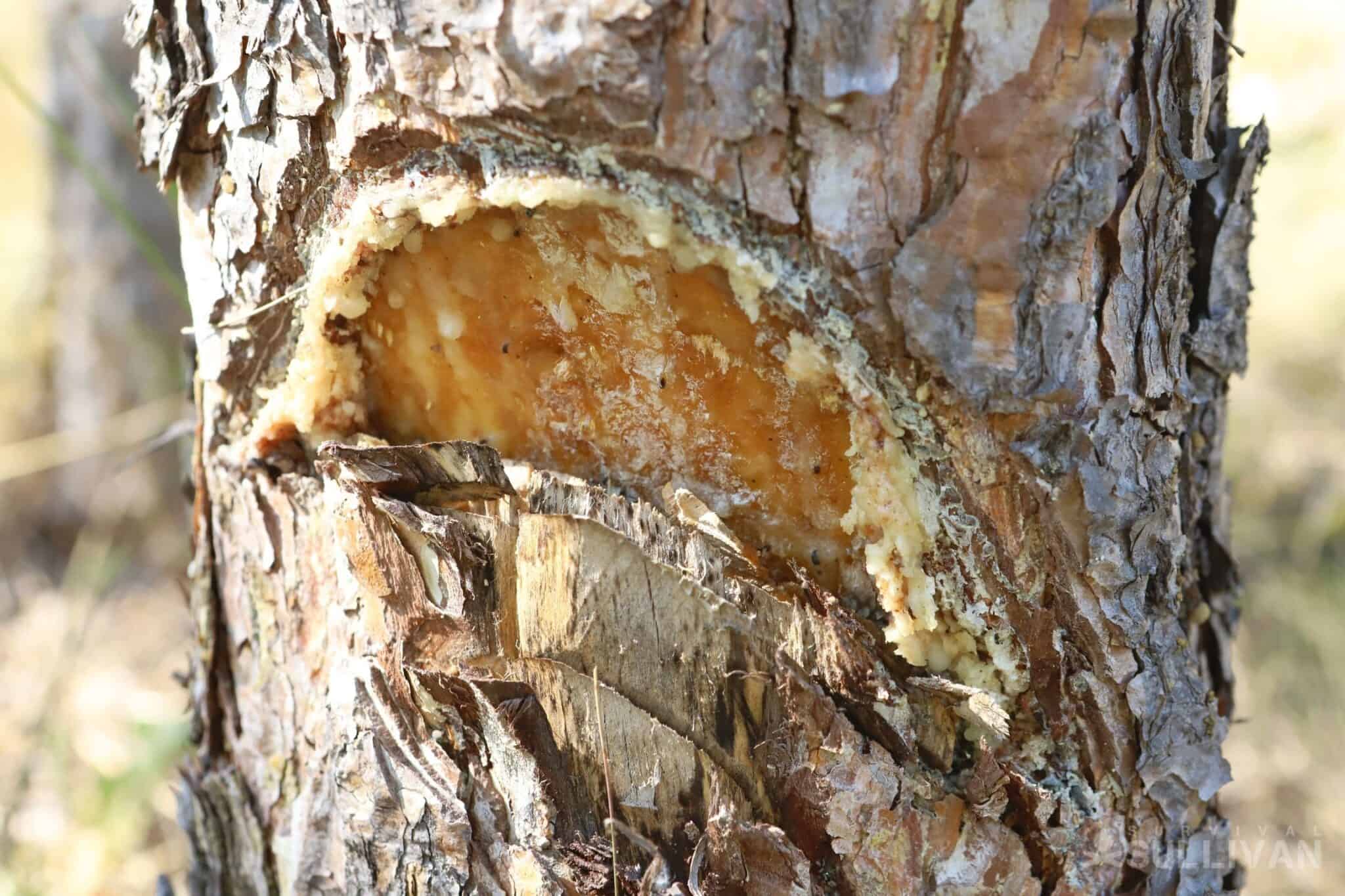 Sap, Resin, Pitch, and Tar - What Are the Differences?