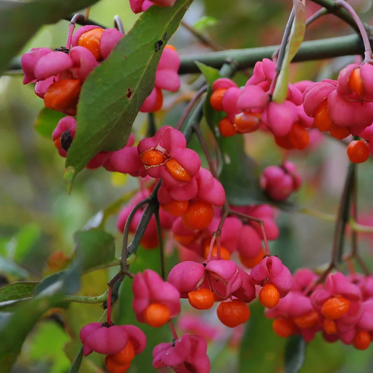 27 Berries that are Poisonous - Stay Away From Them!