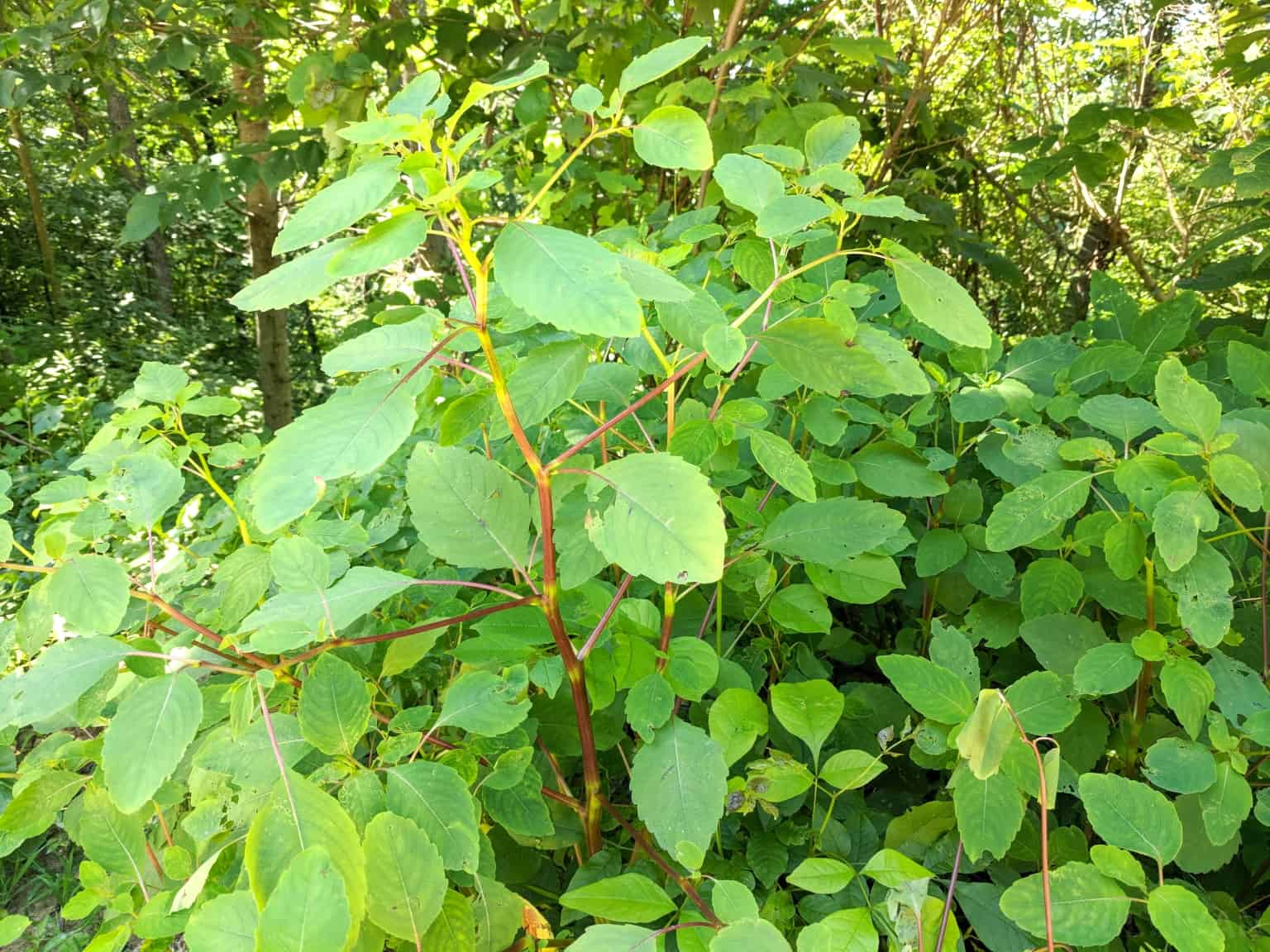 The Wilderness Diet: What to Eat in the Woods to Survive and Thrive