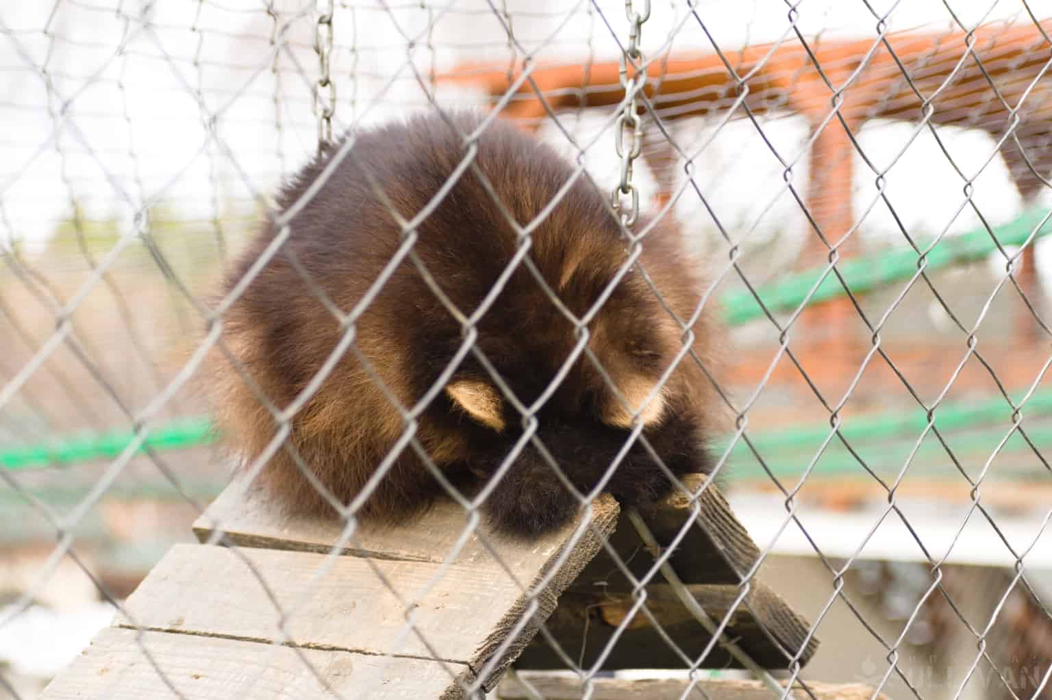5 Ways to Poison a Raccoon - Survival Sullivan
