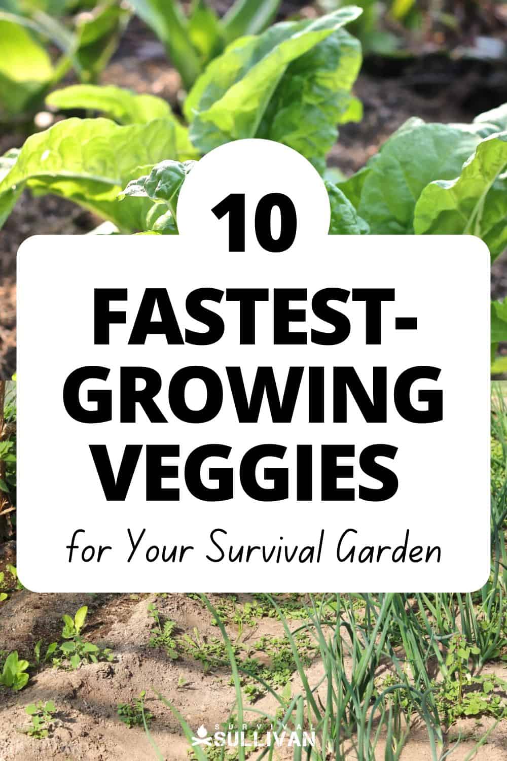 Top 10 Fastest-Growing Veggies for Your Survival Garden