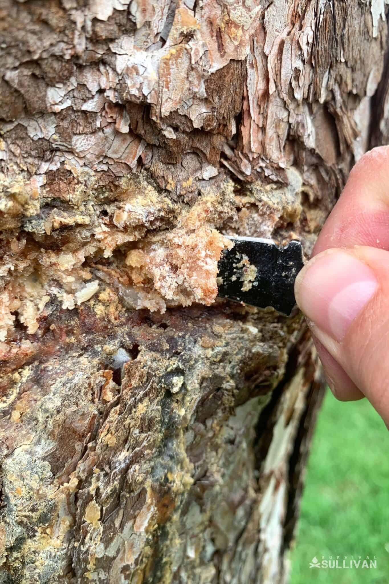 Sap, Resin, Pitch, and Tar - What Are the Differences?